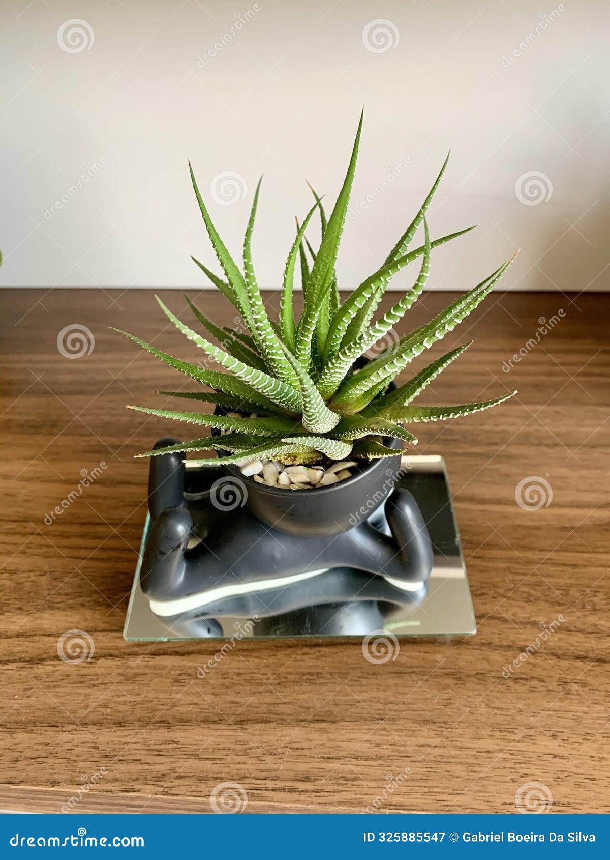 Small plant in the table stock image. Image of interior - 325885547