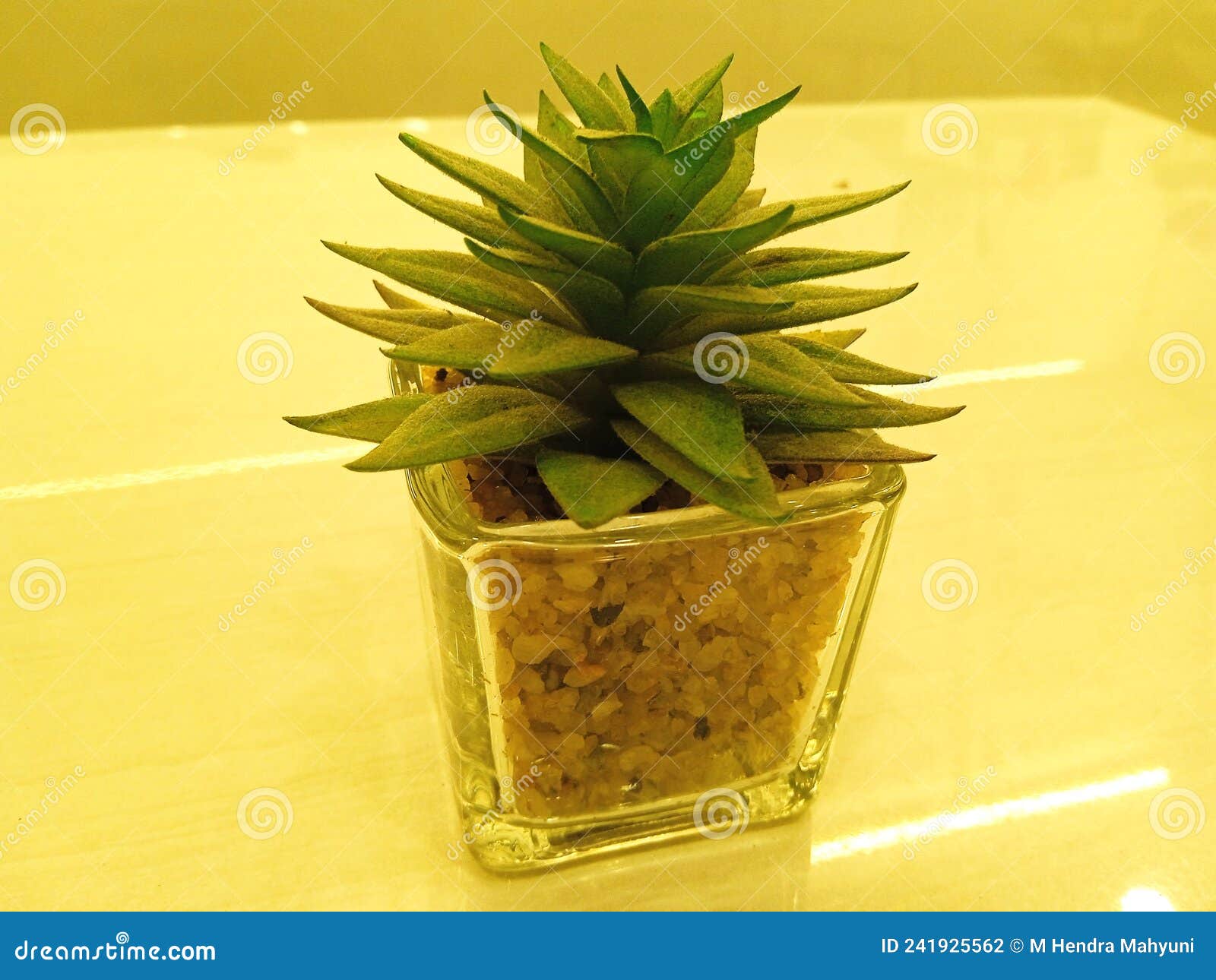 Small Plant in the Table Picture Stock Photo - Image of branch ...