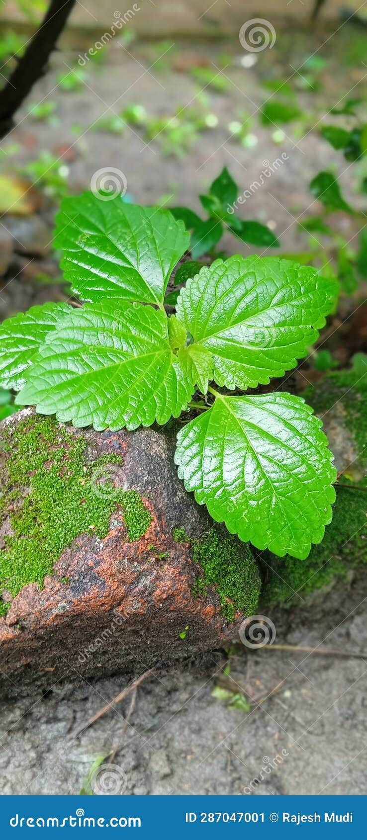 Small plant stock image. Image of green, small, wildflower - 287047001