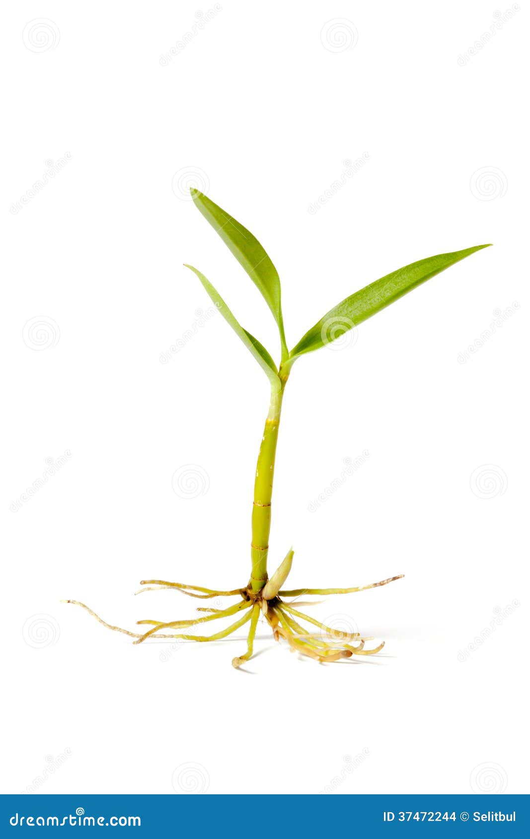 Trees That Have Small Roots