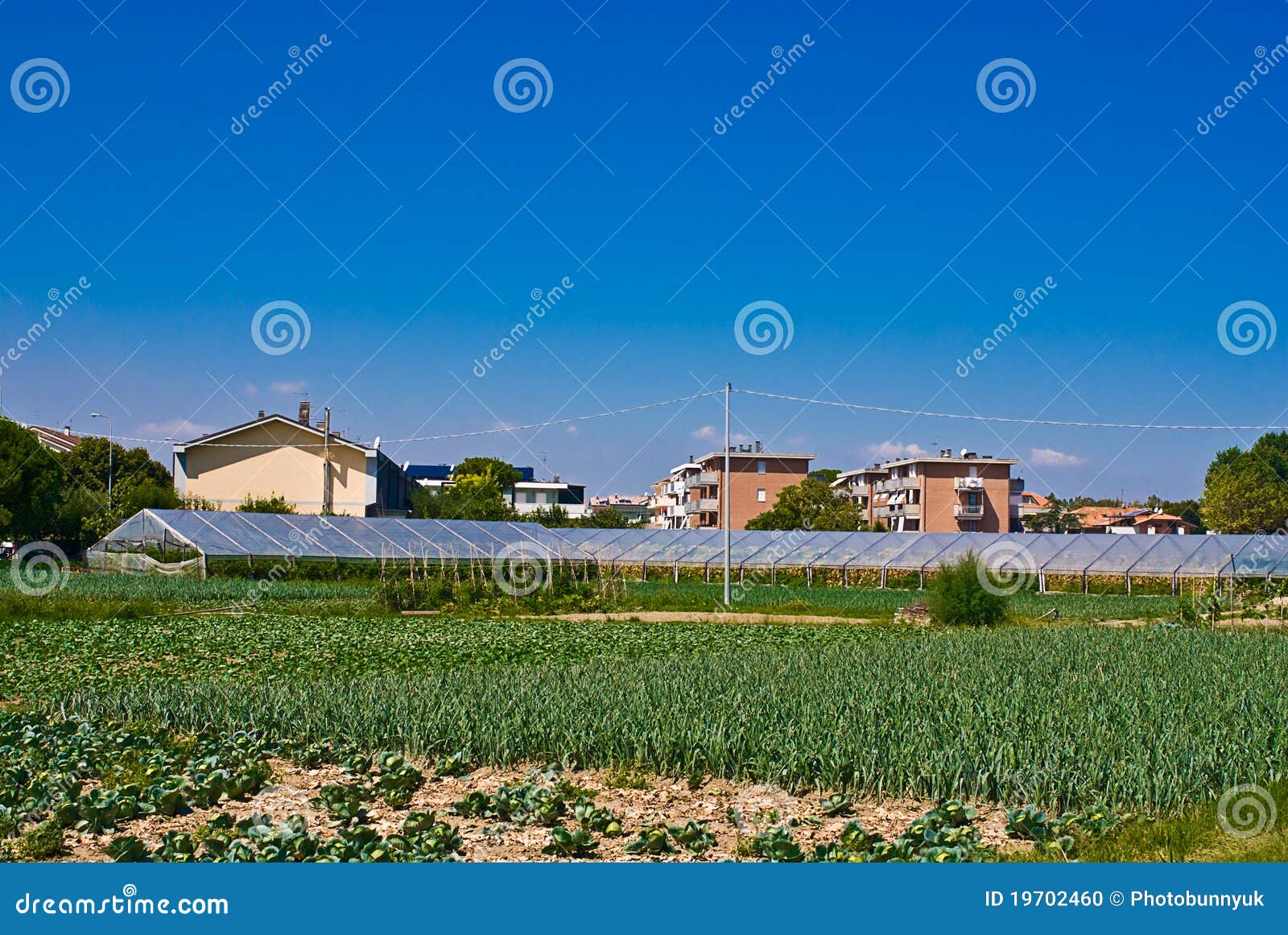 Small Plantation stock photo. Image of gardening, crops - 19702460