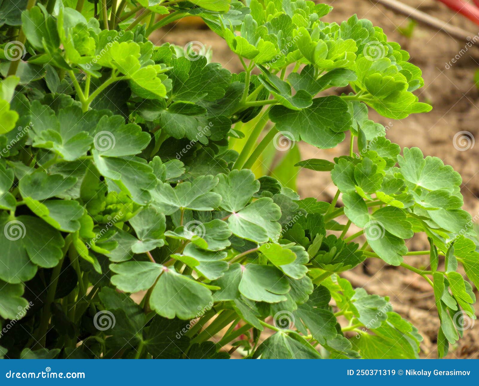 A Small Planted Deciduous Tree Grows in the Ground Stock Image - Image ...