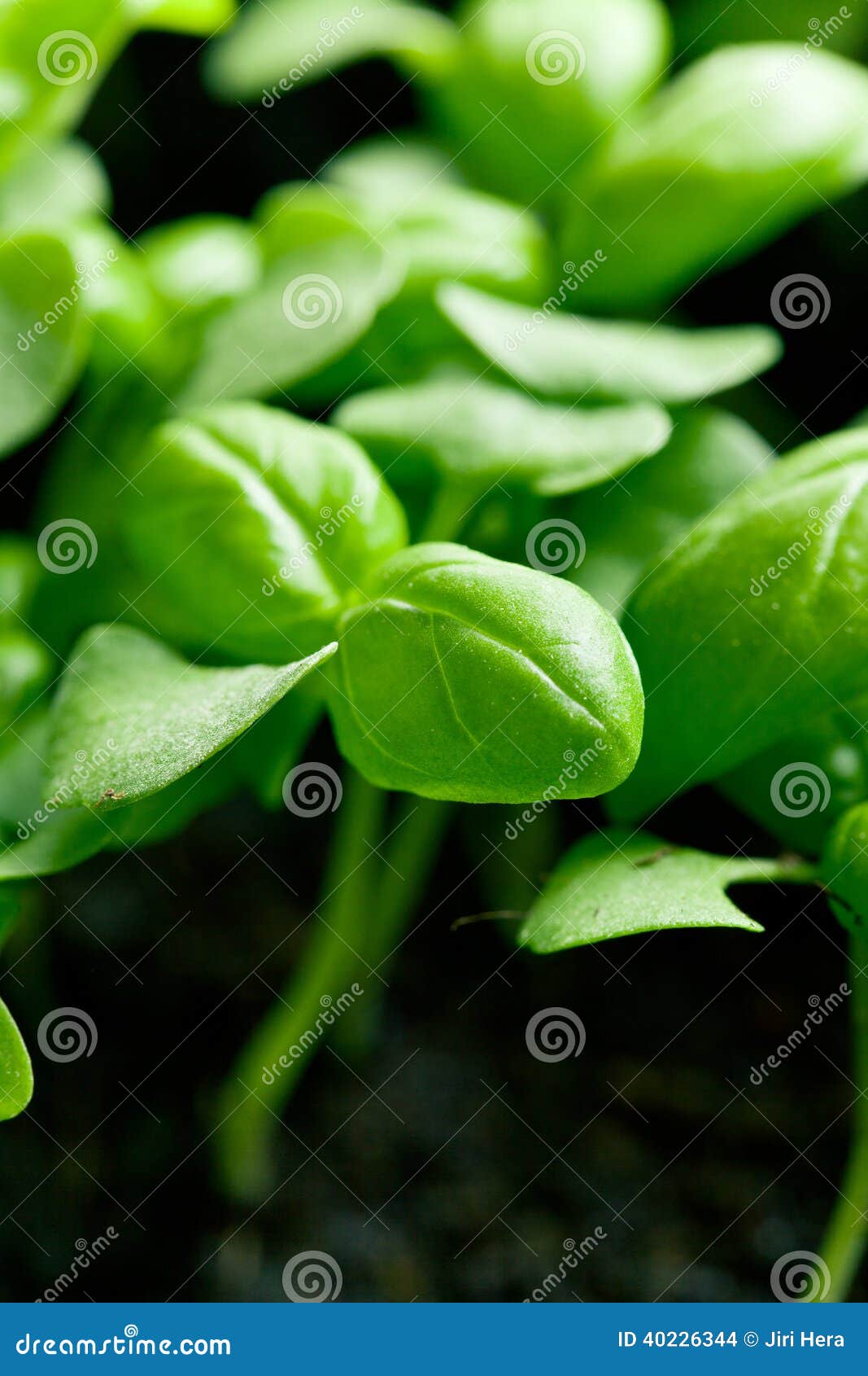 Small plants of basil stock photo. Image of healthy, dirt - 40226344
