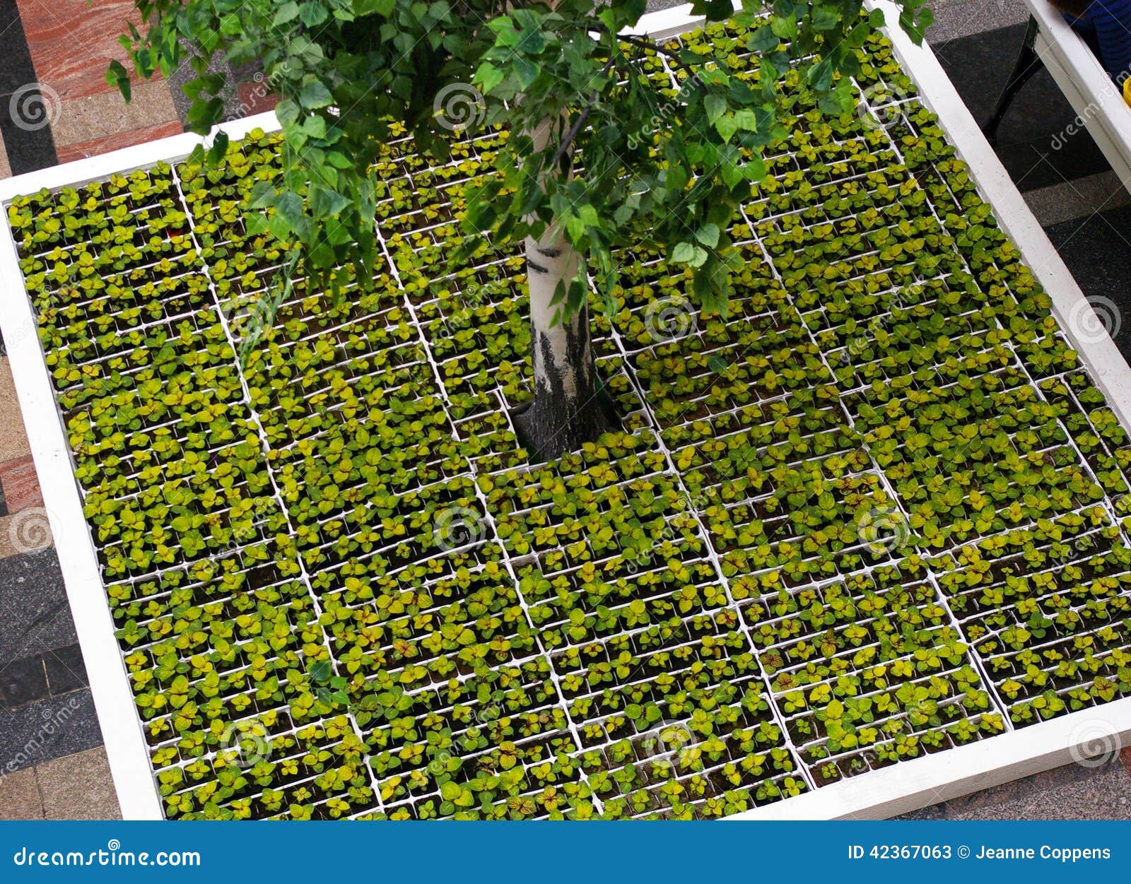 Small plants in boxes. stock image. Image of tree, small - 42367063