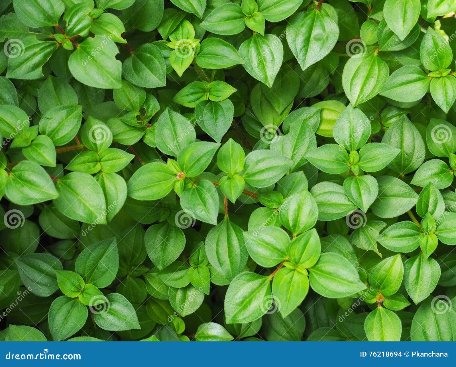 Small Plants with Green Leaves. Stock Photo - Image of tree, grass ...