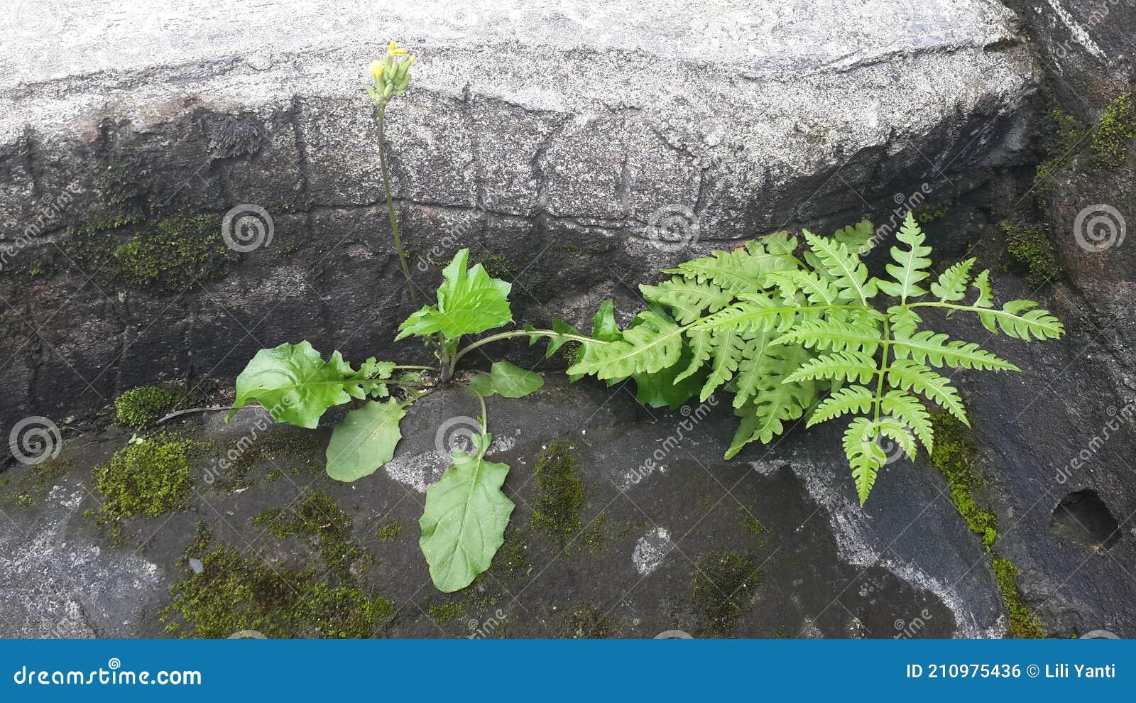 Small Plants Grow between the Rocks with Moss on the Rock Stock Photo ...