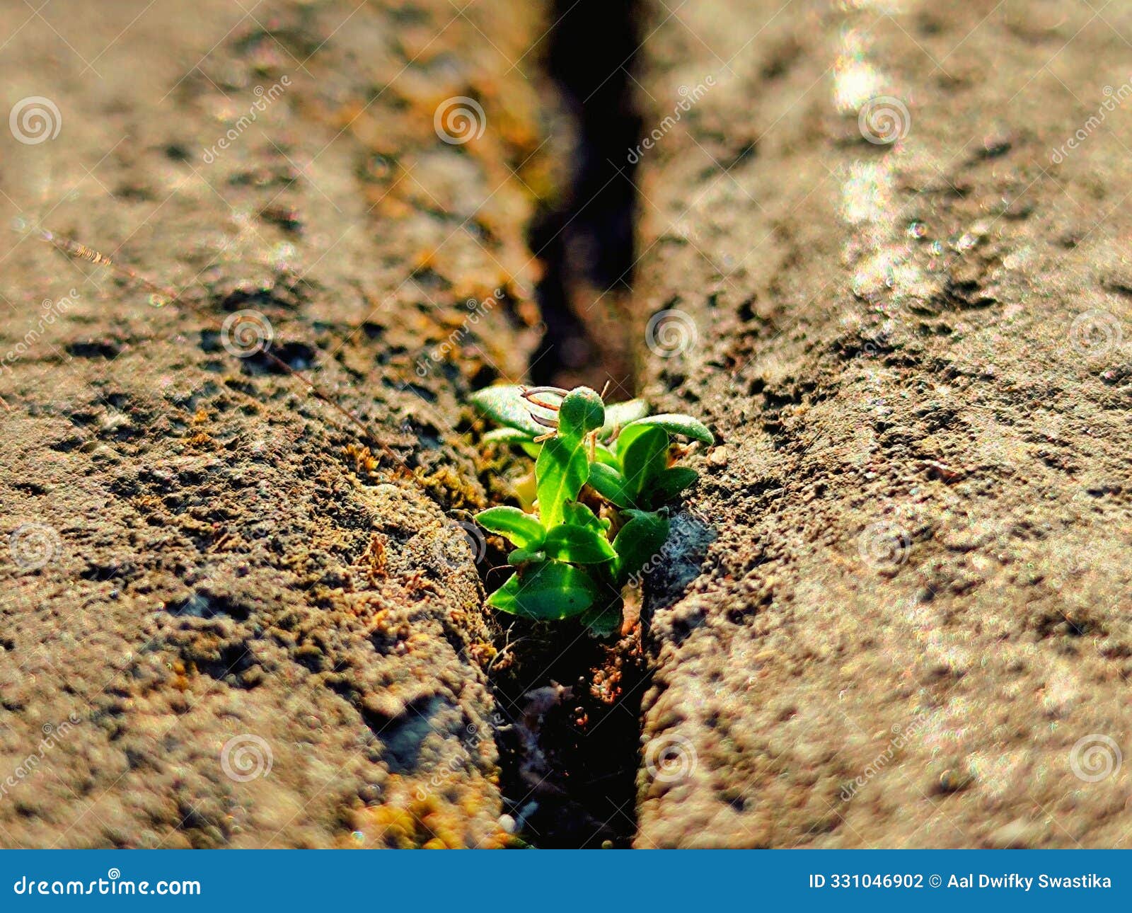 Small Plants Growing between the Bricks Stock Photo - Image of nature ...