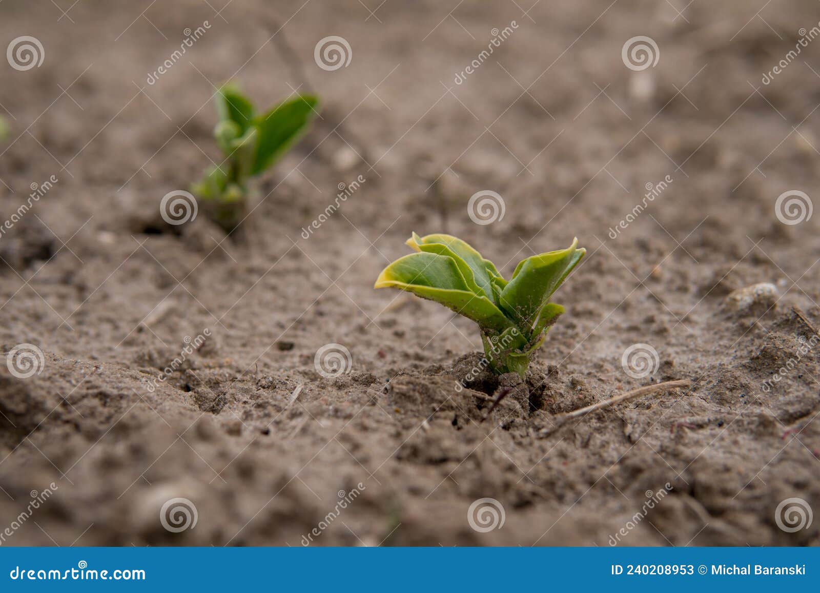 Small Plants Growing from the Ground Stock Image - Image of macro, grow ...
