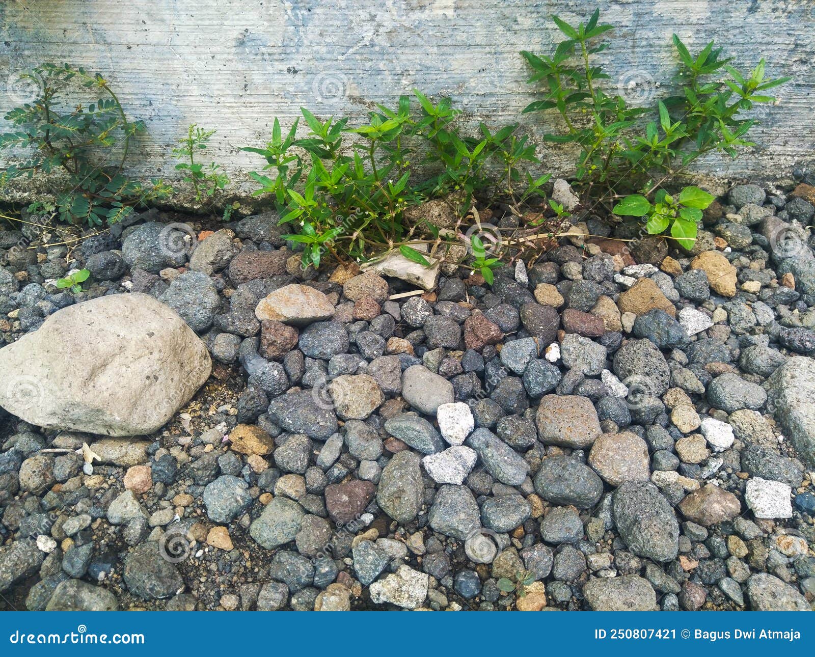 Small Plants Growing on Rocky Ground Stock Image - Image of outdoor ...