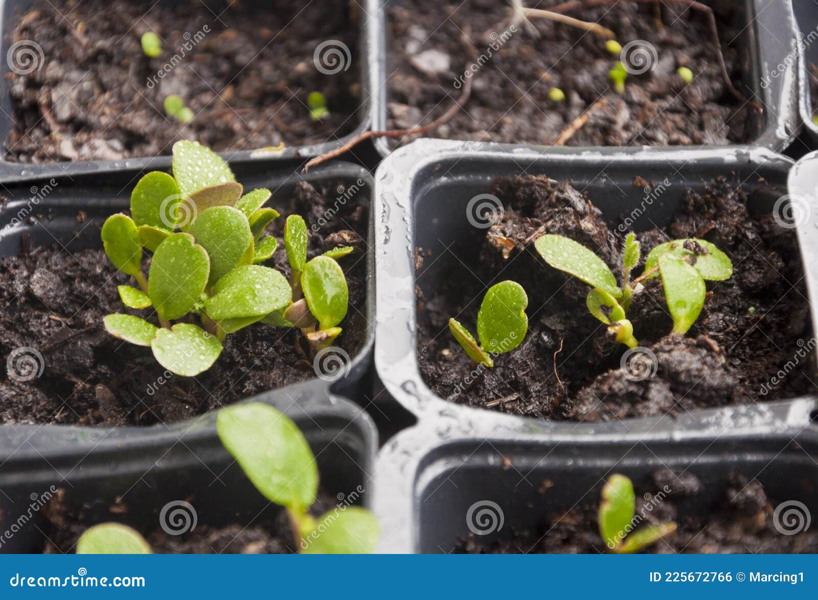Small Plants Growing in Seedbeds Stock Photo - Image of tray, seedbed ...