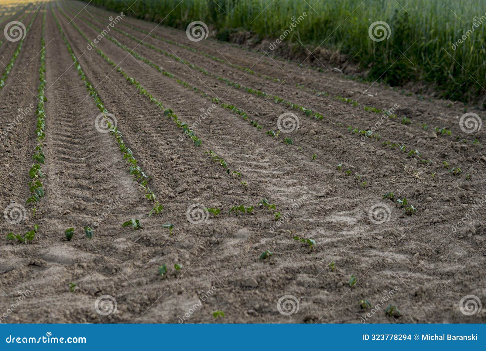 Small Plants Growing in Straight Rows in the Field Stock Photo - Image ...