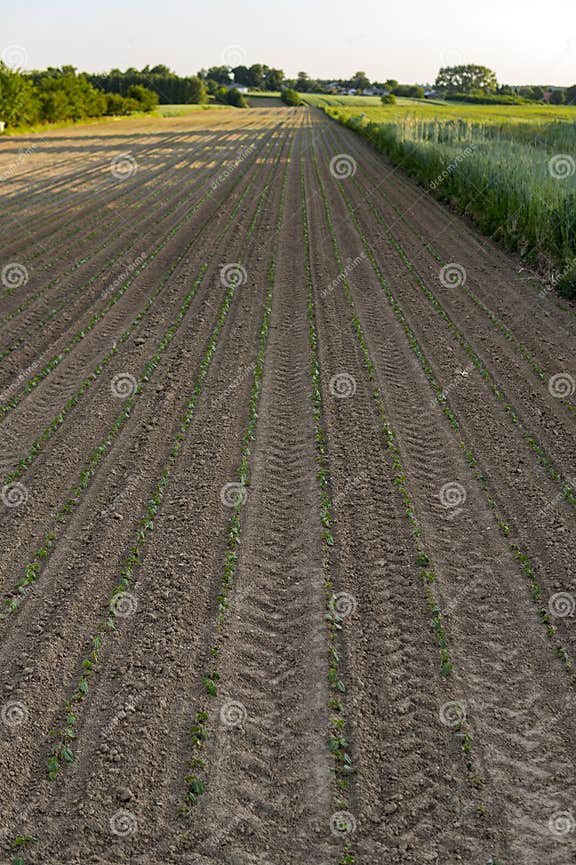 Small Plants Growing in Straight Rows in the Field Stock Image - Image ...