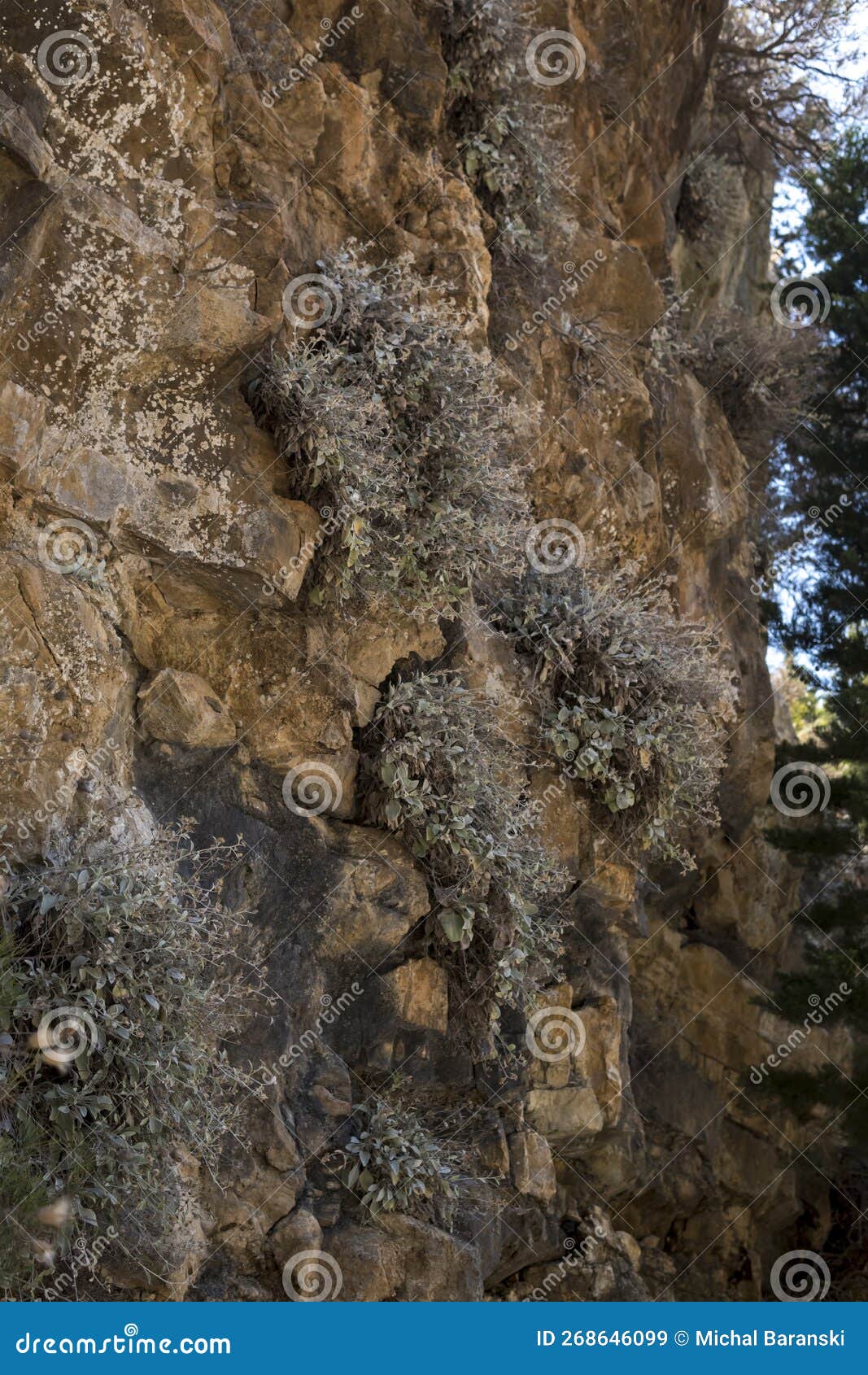 Small Plants Growing on a Vertical Slope on Limestone Rocks Stock Image ...