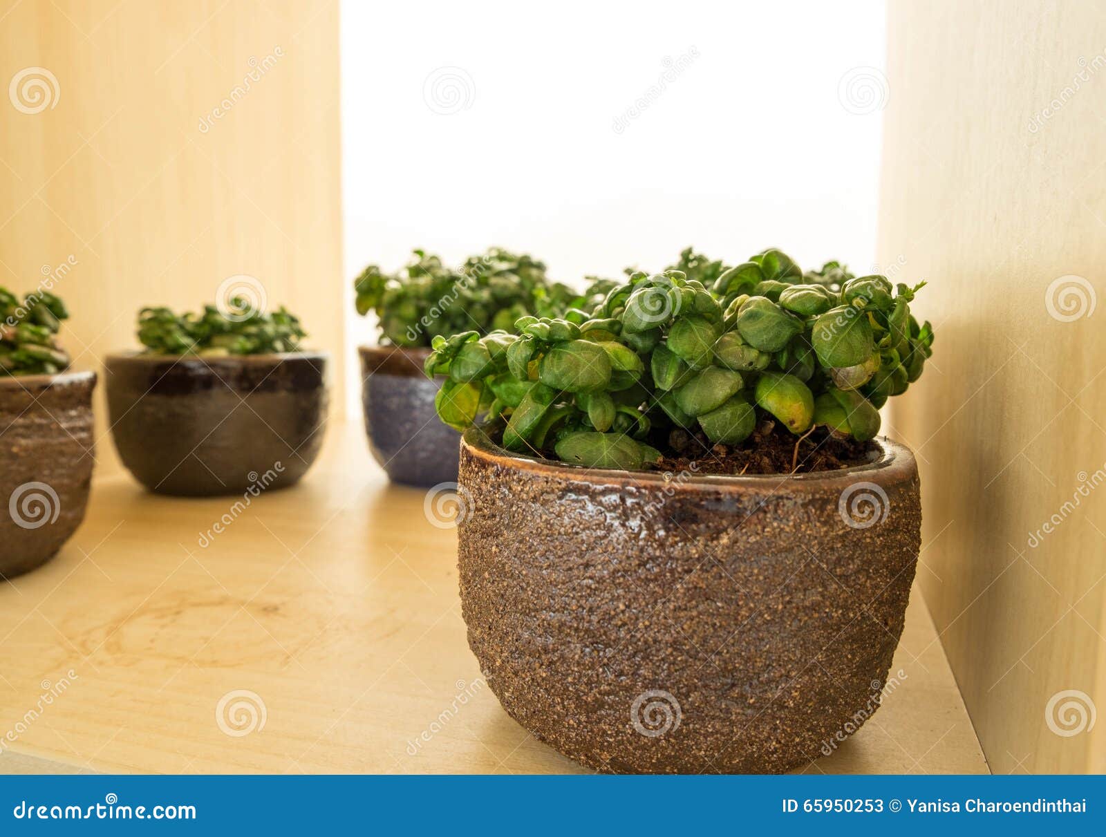 Small Plants Indoor in Small Pots Stock Image - Image of life, garden ...