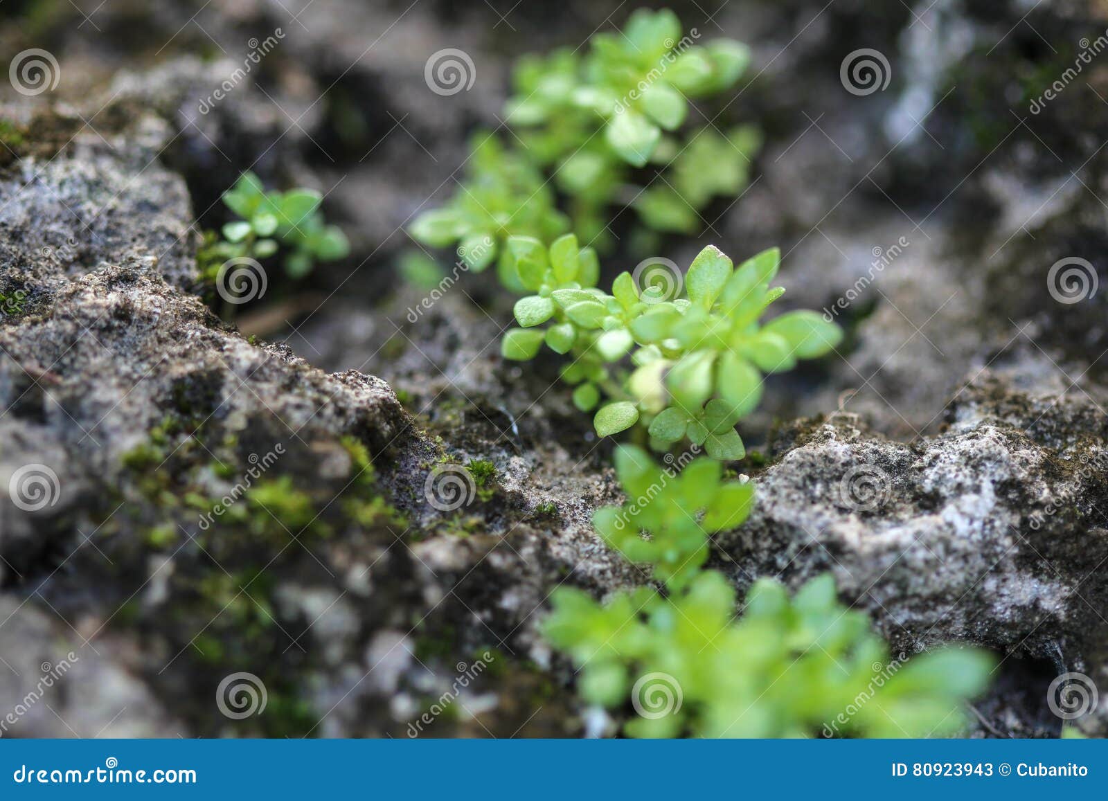 Small plants stock image. Image of leaf, rock, small - 80923943