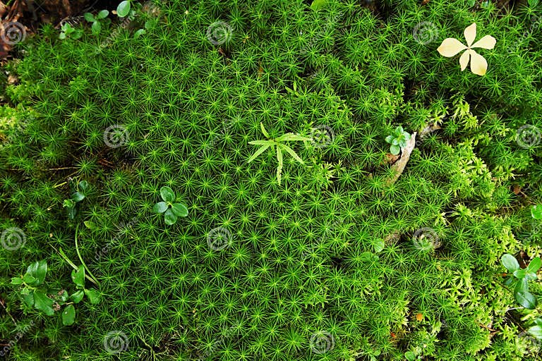 Small Plants on Massive Green Moss Stock Image - Image of mossy, needle ...