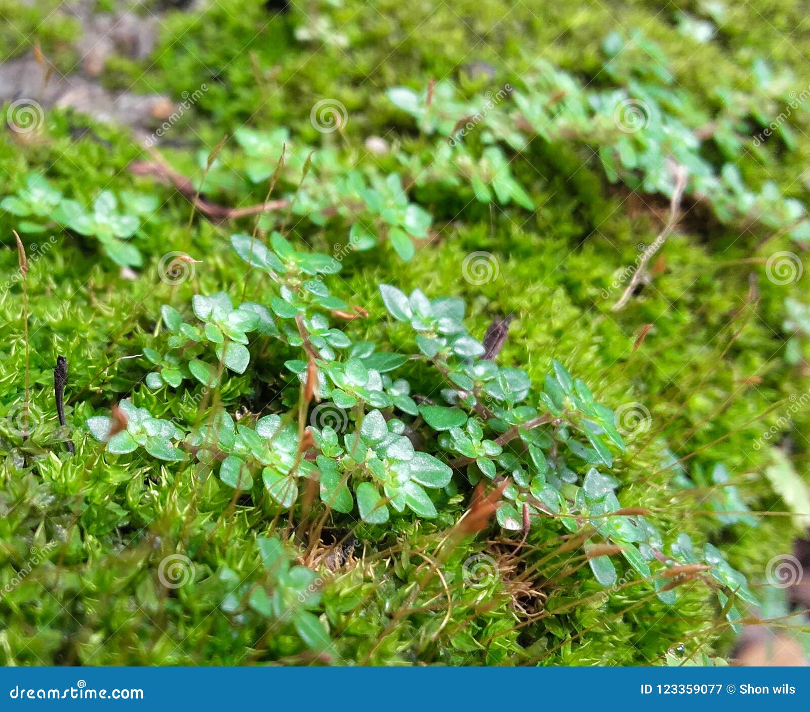 Small plants stock image. Image of natural, small, plants - 123359077