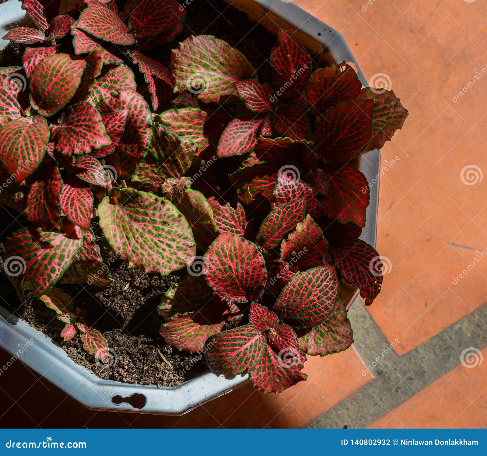 Small plants in the pot stock photo. Image of garden - 140802932