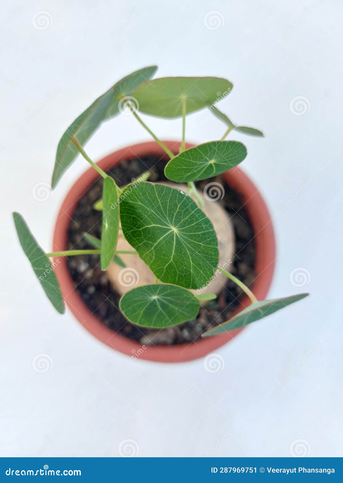 Small Plants in Pots on the Table Stock Image - Image of vegetable ...