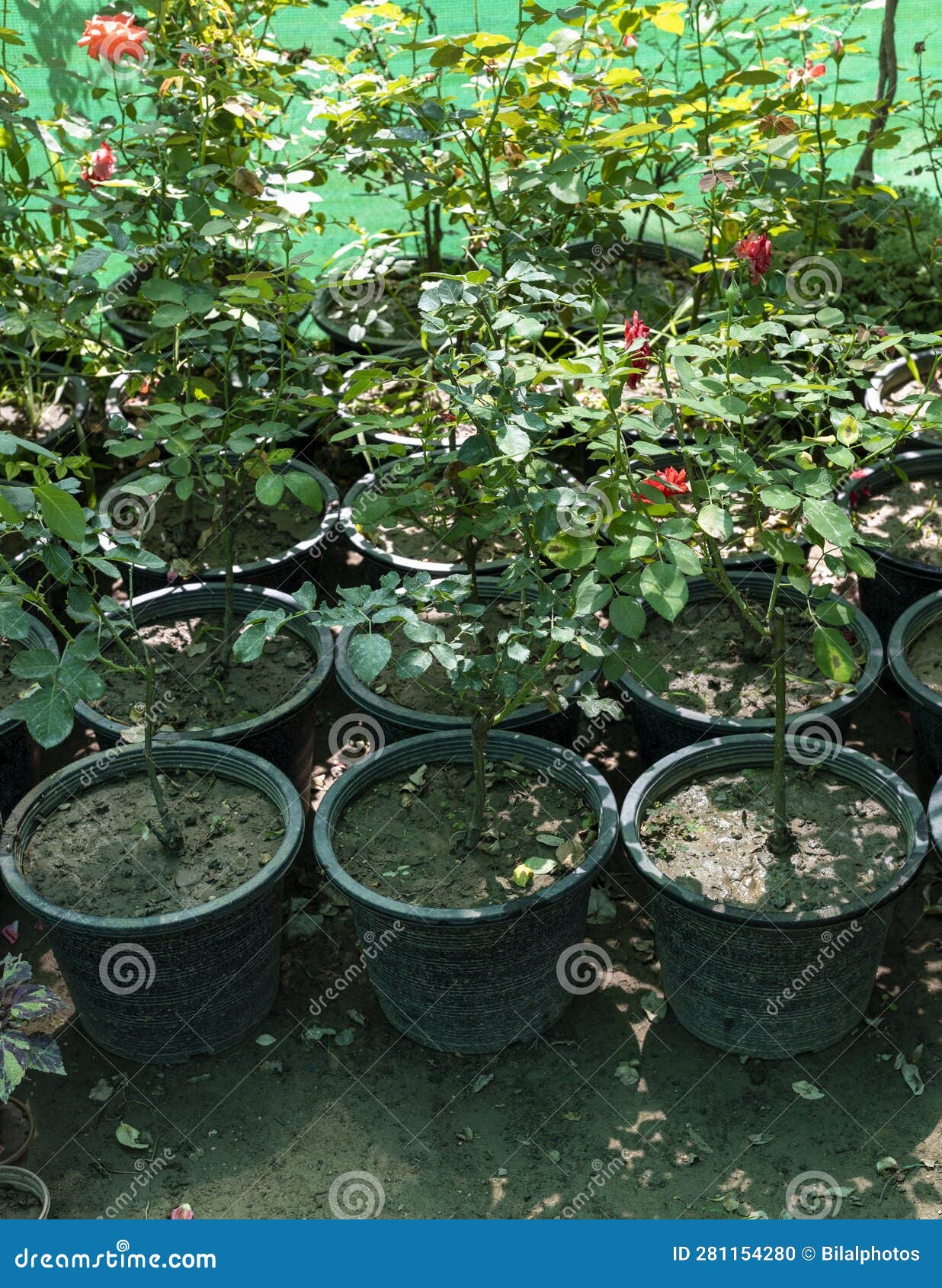 Small Plants of Rose Shrub in a Pots Stock Photo - Image of leaf ...