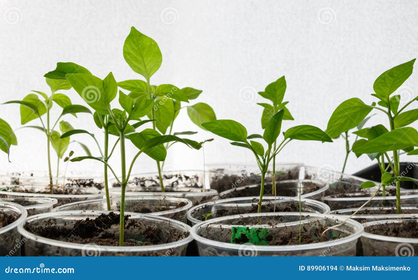 Small Plants Sprouting from Seed on Blurred Textured Background Stock ...