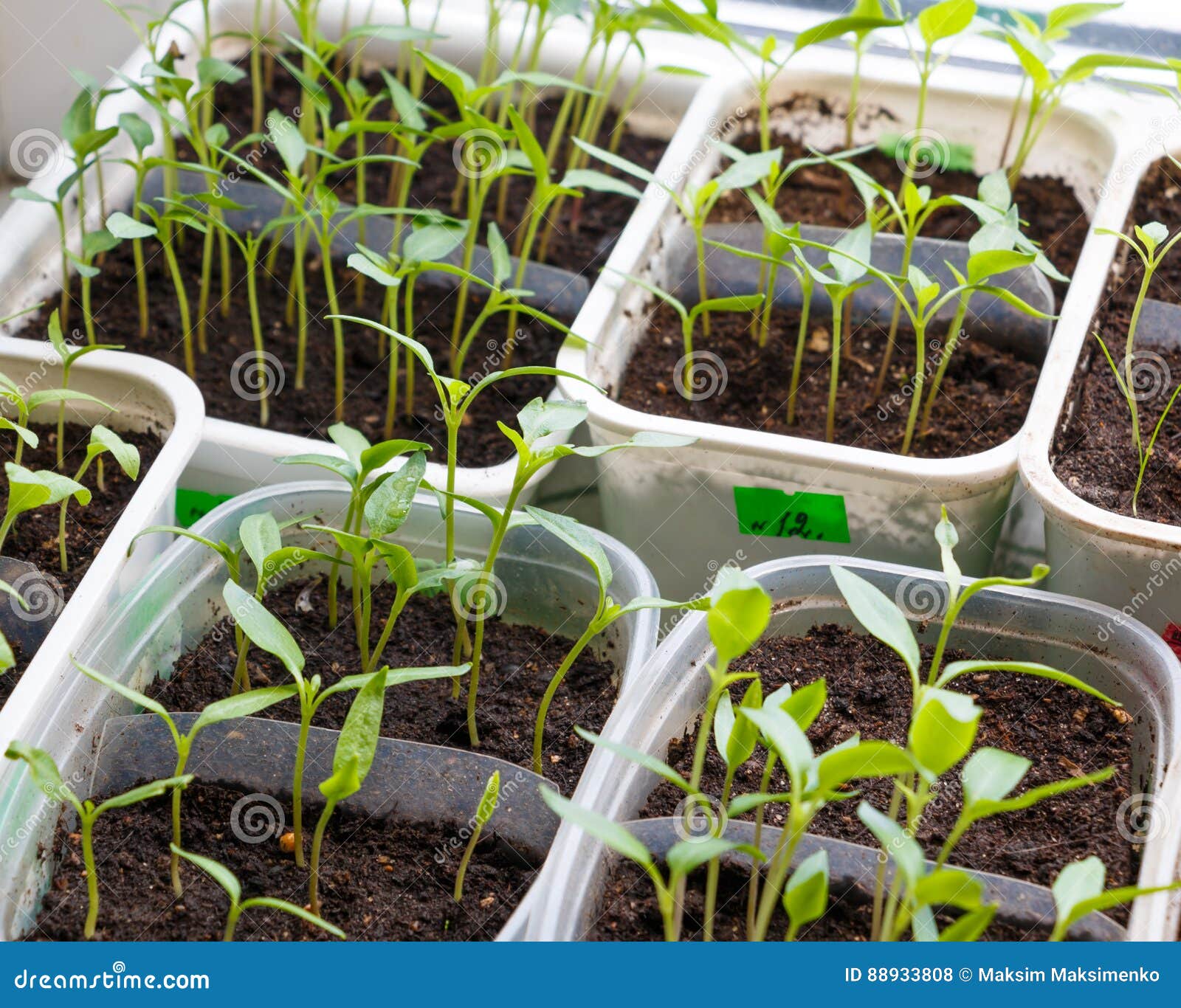 Small Plants Sprouting from Seed Stock Photo - Image of botany, nature ...