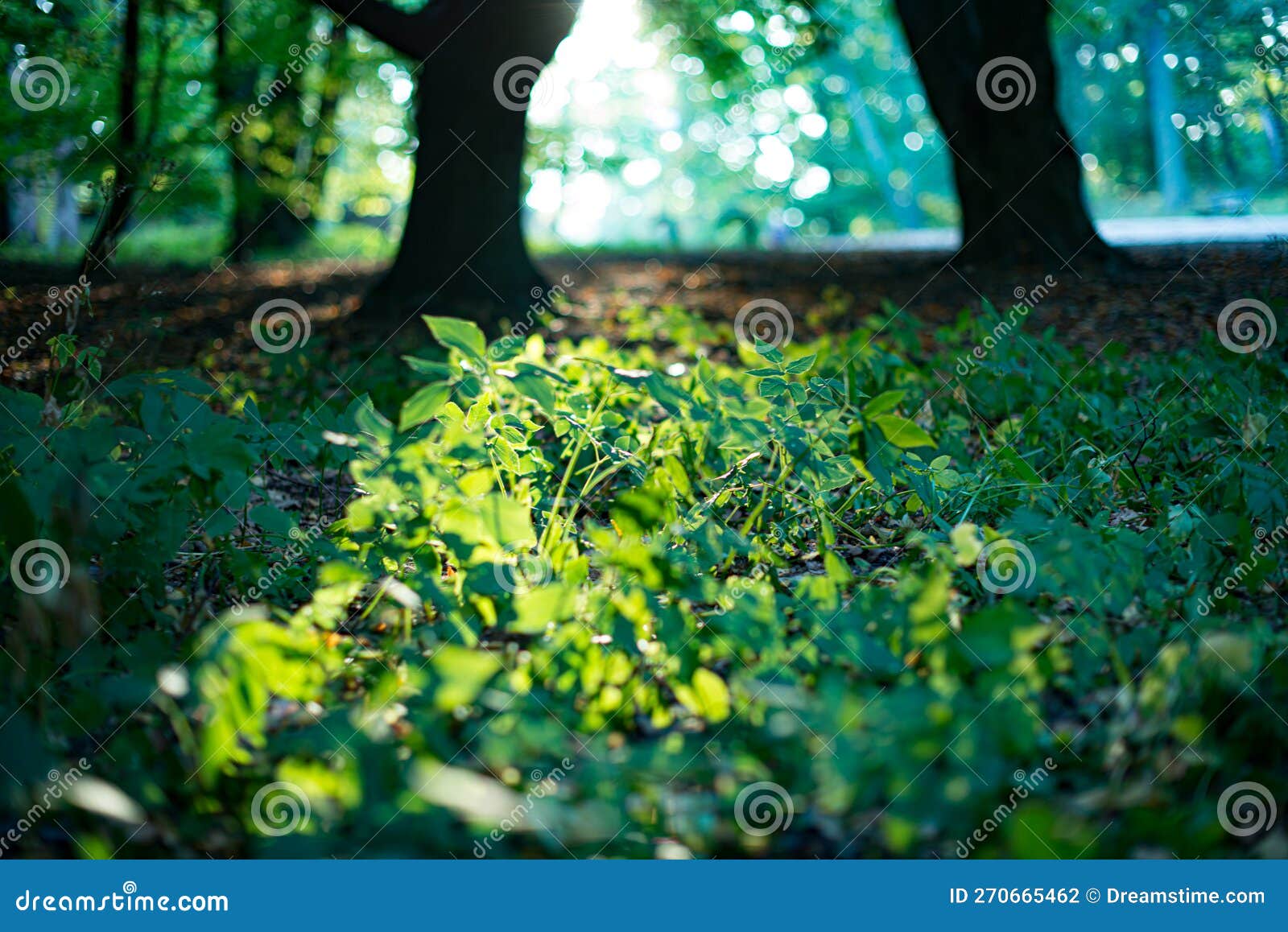 Small Plants in the Sun Under Trees in a Park... Stock Photo - Image of ...