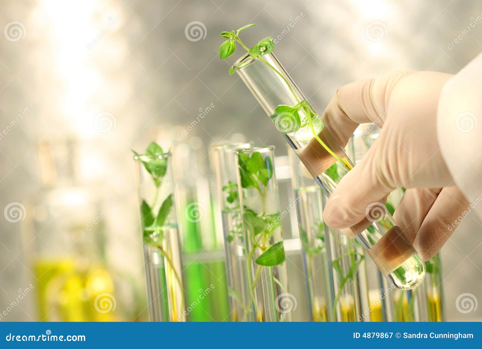 Small plants in test tubes stock image. Image of pharmacy - 4879867