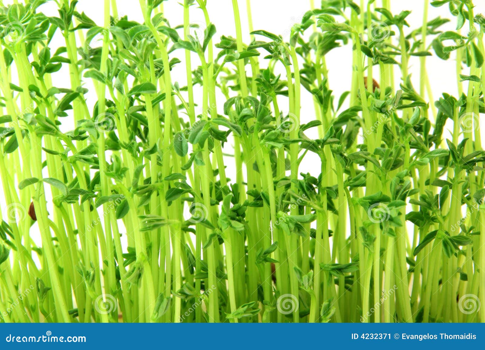 Small plants texture stock image. Image of grow, tiny - 4232371