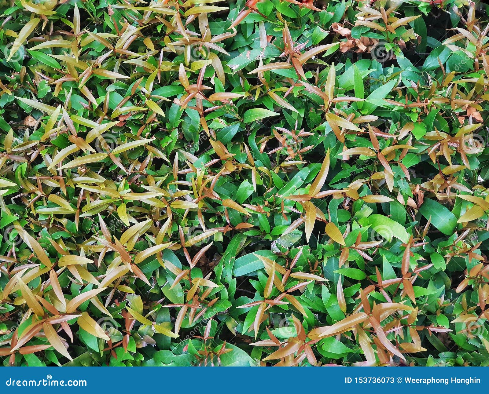 Small Plants Texture and Wallpaper Stock Image - Image of abstract ...