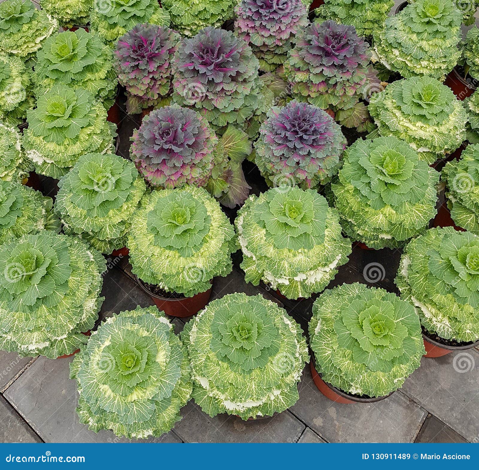 Small plants. stock image. Image of natural, closeup - 130911489