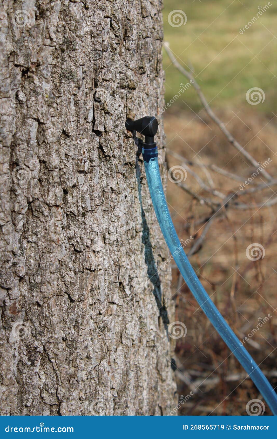 A Small Plastic Tap in a Black Walnut Tree Stock Image - Image of tree ...