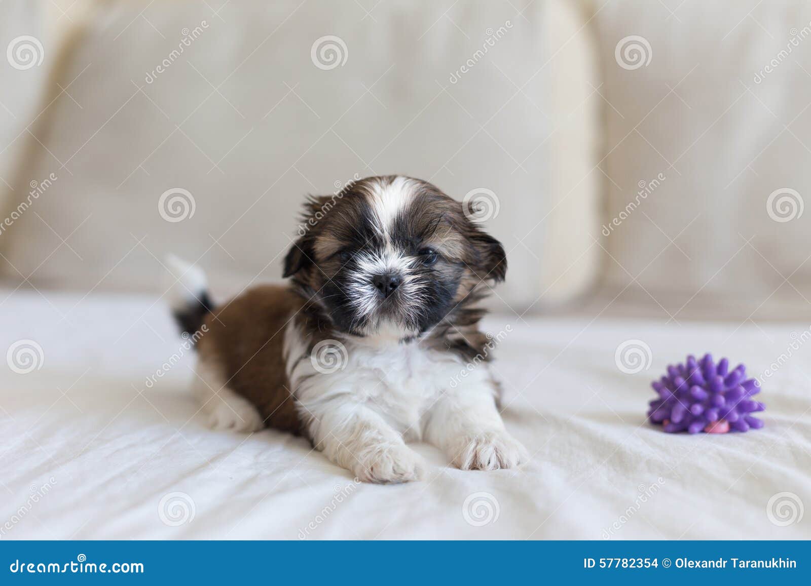 Small playfull furry pup stock photo. Image of brown - 57782354
