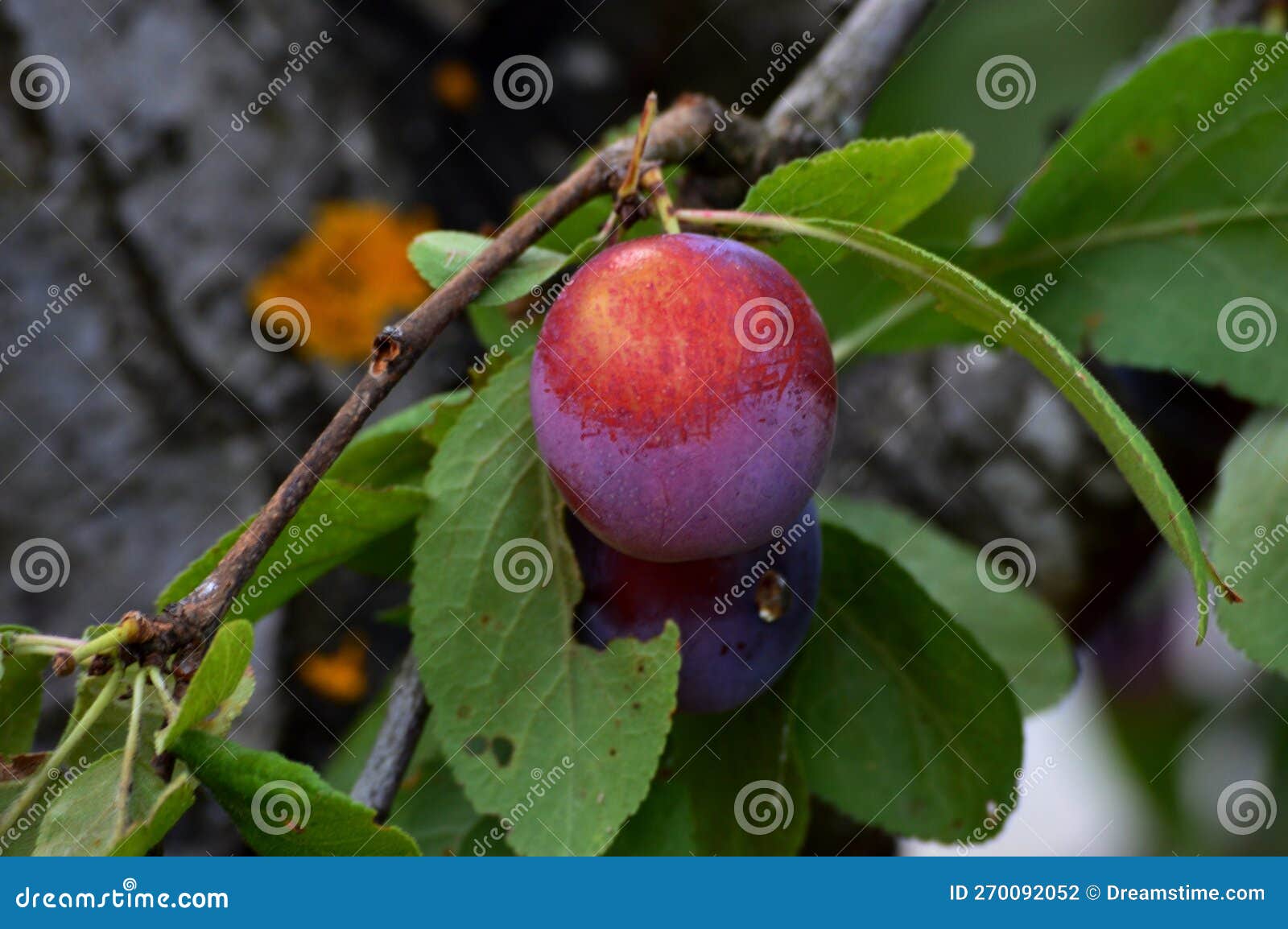 Small plums on a branch stock photo. Image of shrub - 270092052