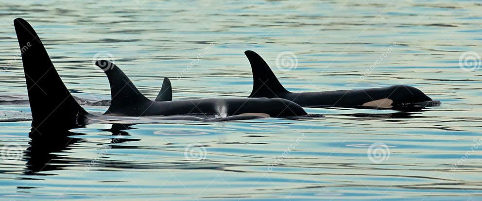Small Pod of Orcas stock image. Image of killer, family - 21027091