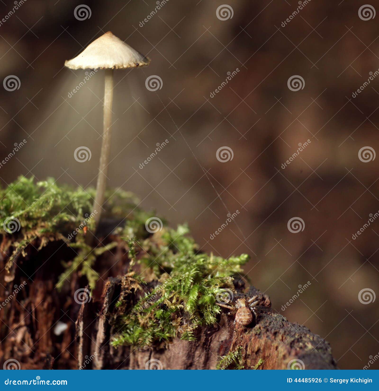 Small Poisonous Mushrooms Unusual Stock Photo - Image of detail, moss ...