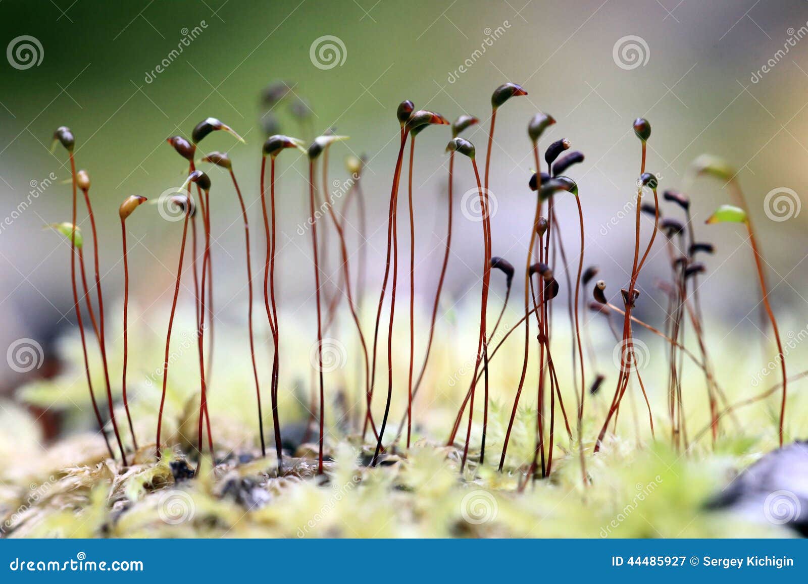 Small Poisonous Mushrooms Unusual Stock Image - Image of fungus ...