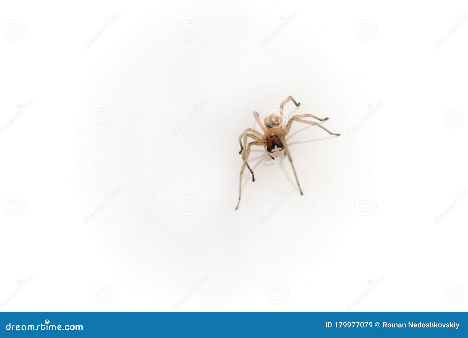 Small but Poisonous Spider - Yellow Spider Sak Stock Image - Image of ...