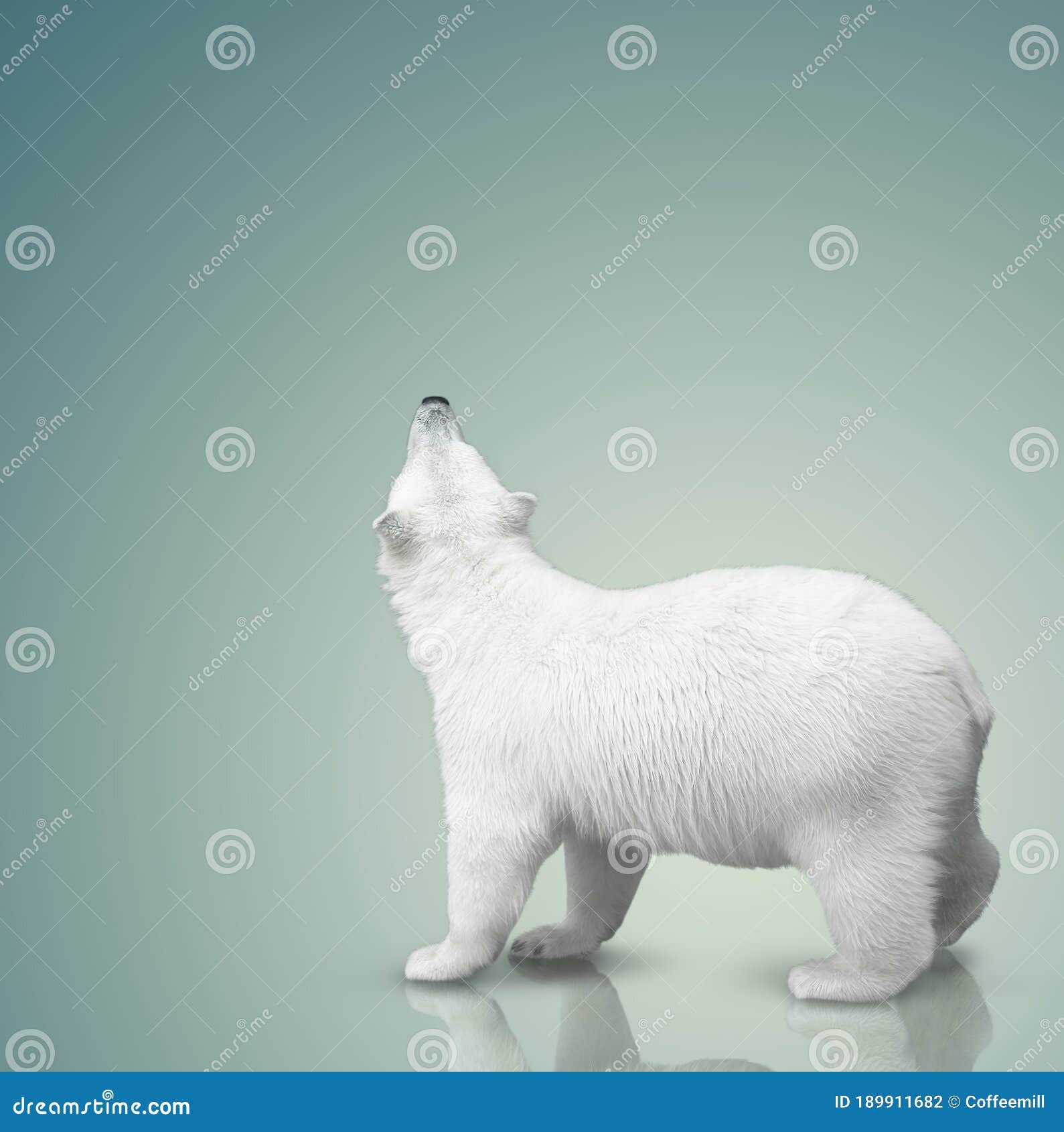 Small polar bear stock photo. Image of mammals, wild - 189911682