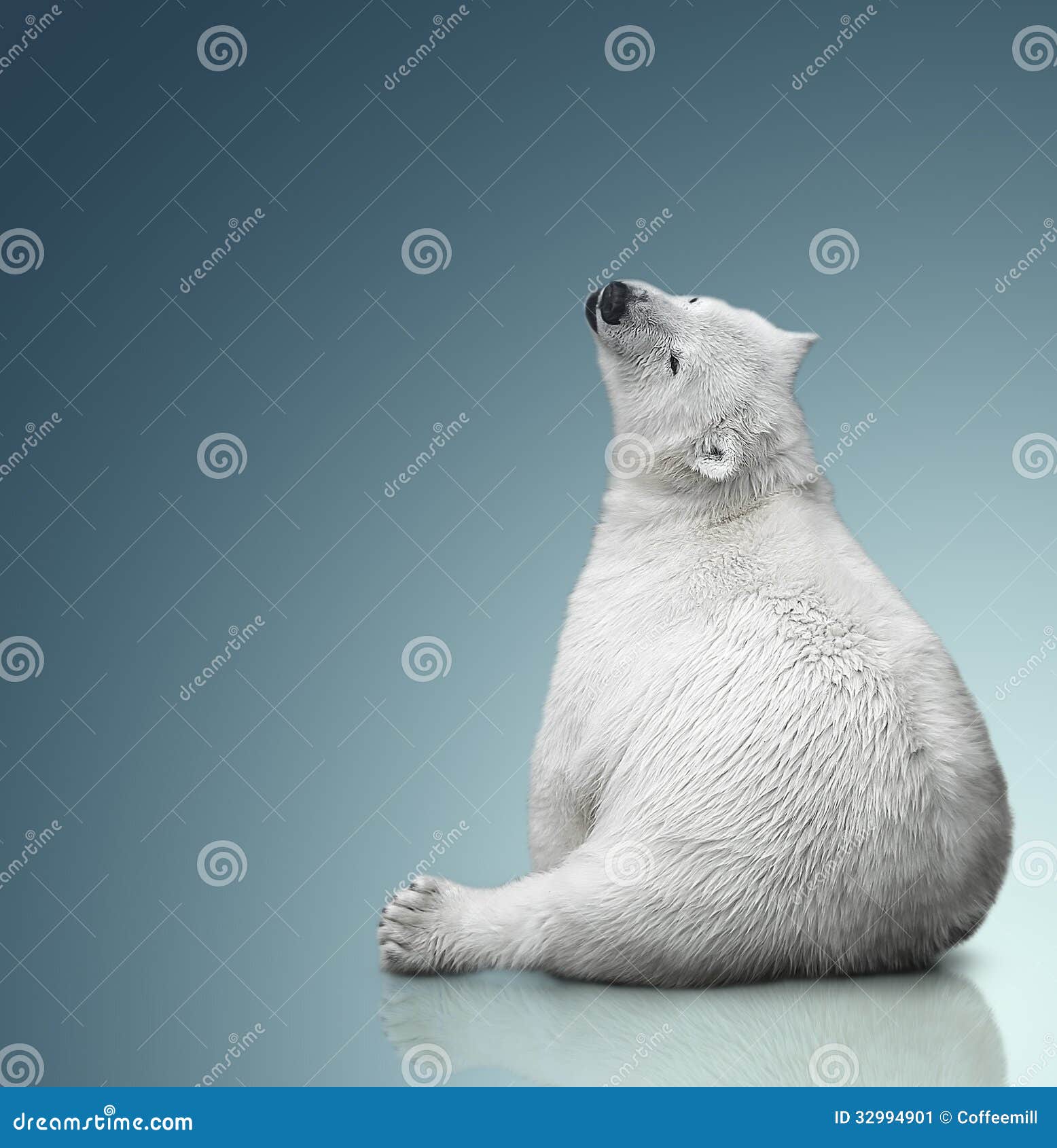Small polar bear cub stock image. Image of single, wildlife - 32994901