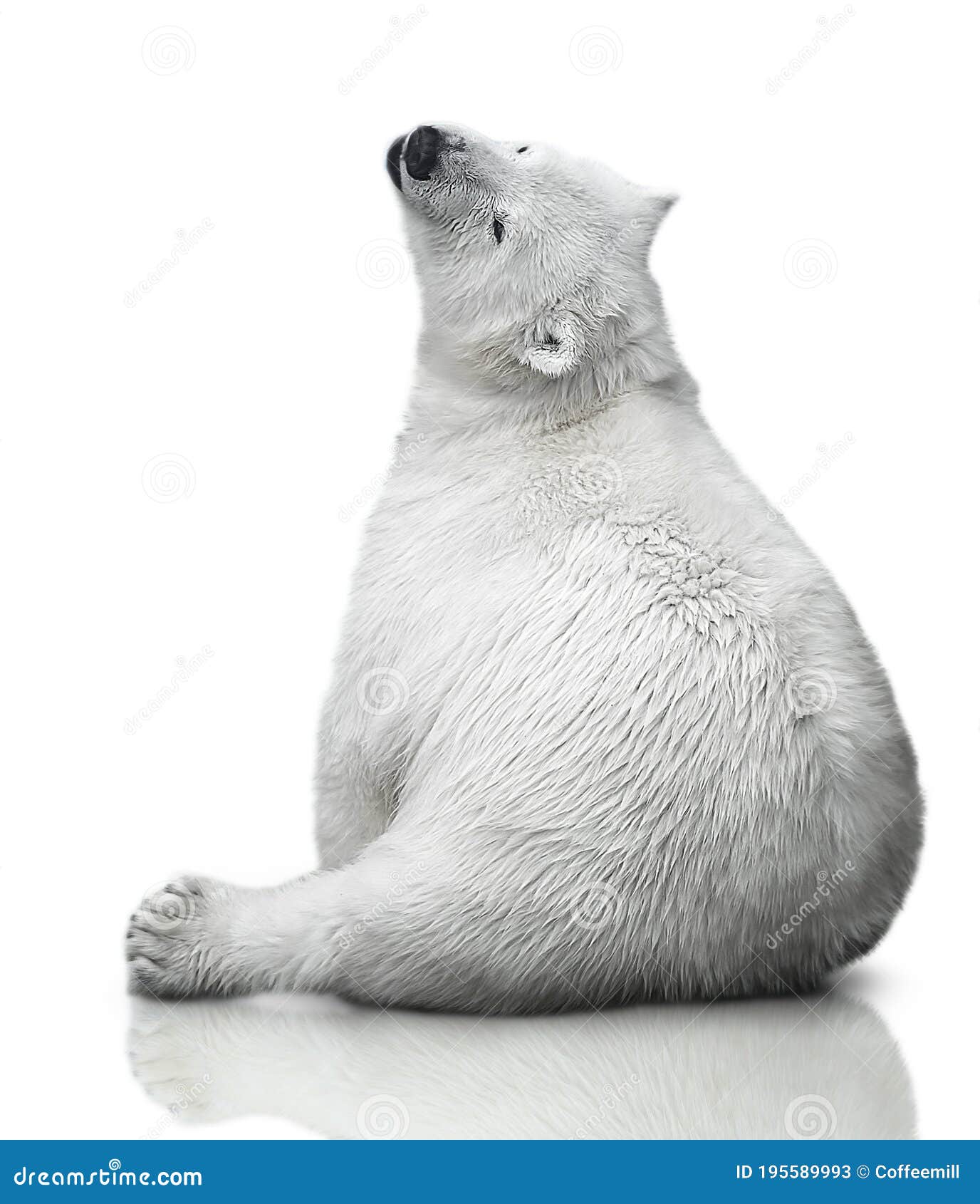 Small polar bear cub stock image. Image of background - 195589993