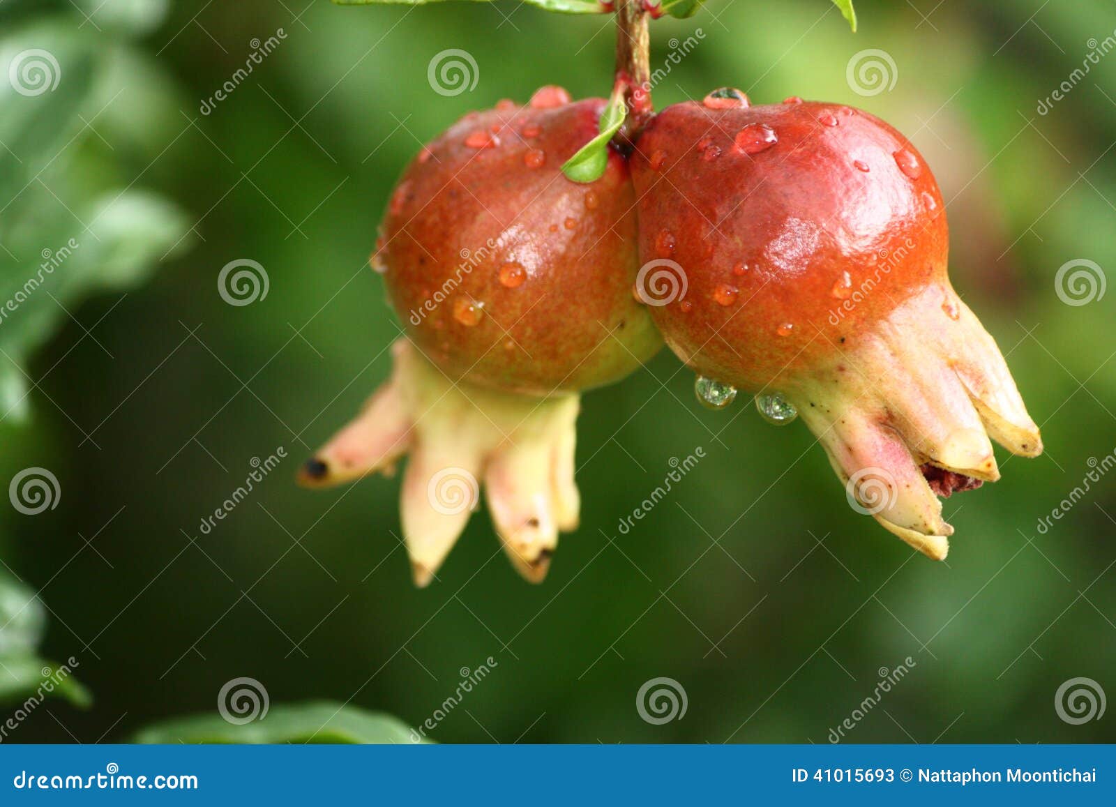 Small Pomegranate Fruit on the Tree Branch Stock Image - Image of ...