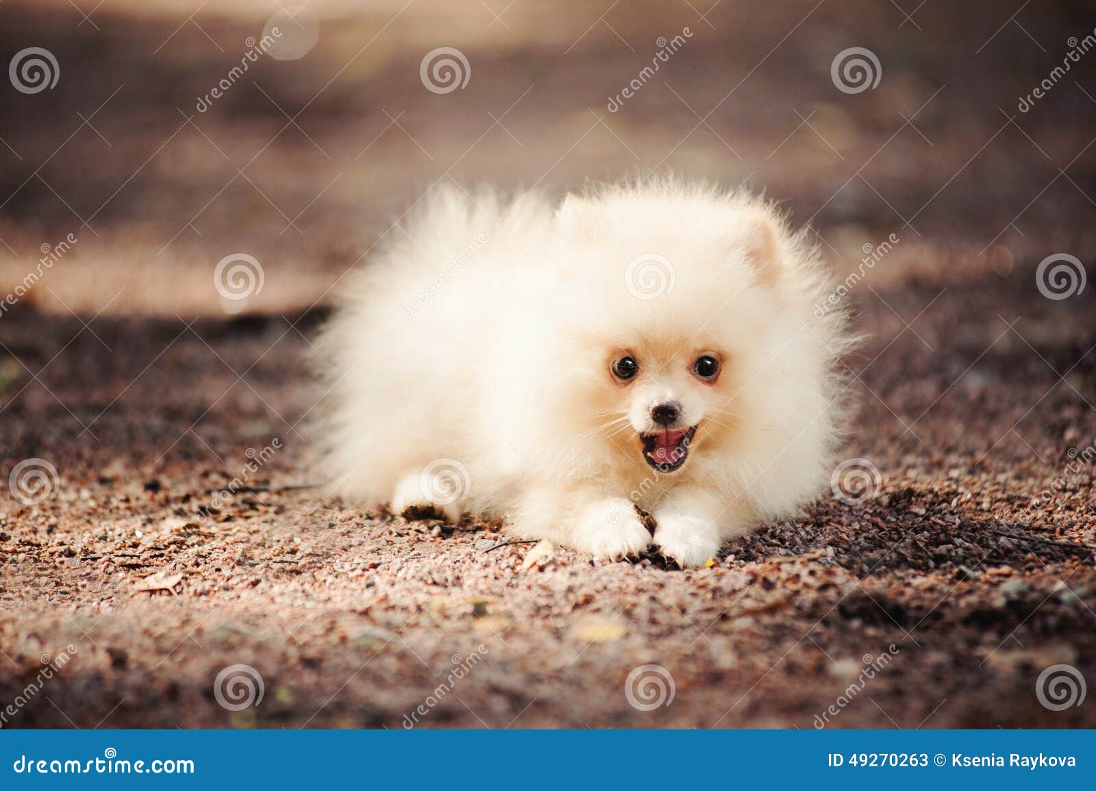 Small Pomeranian Puppy Lying Royalty-Free Stock Photo | CartoonDealer ...