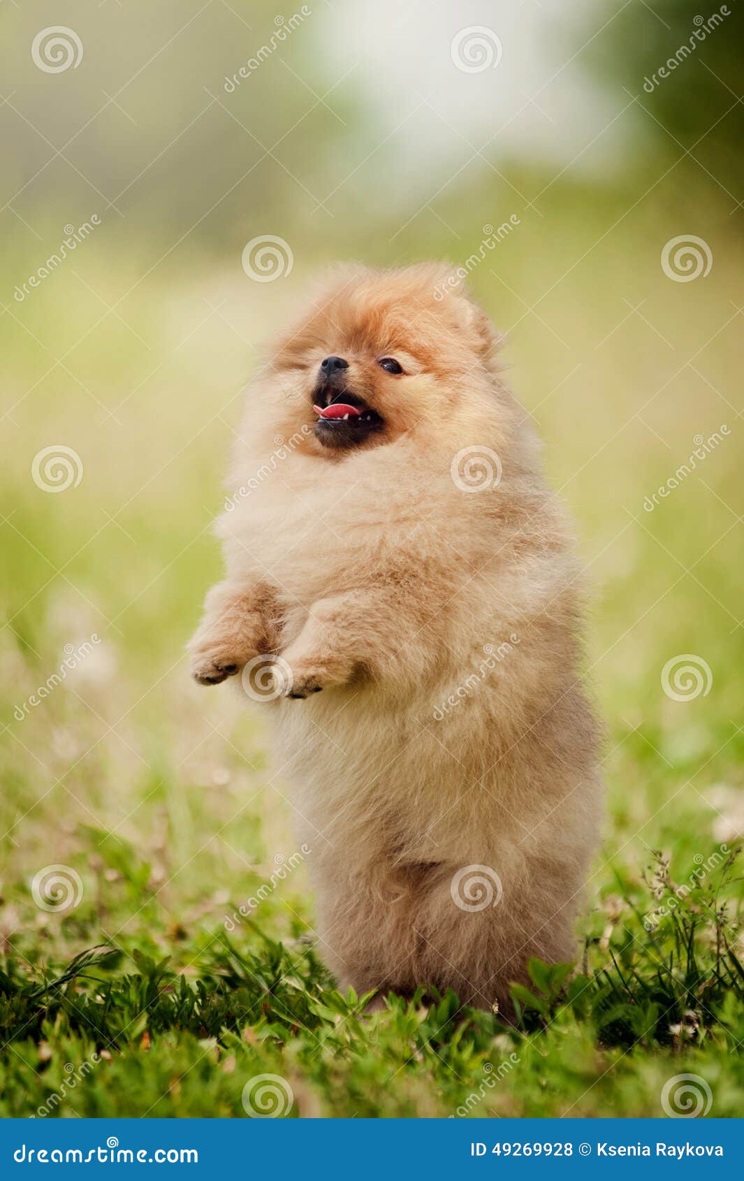Small Pomeranian puppy stock photo. Image of grass, orange - 49269928