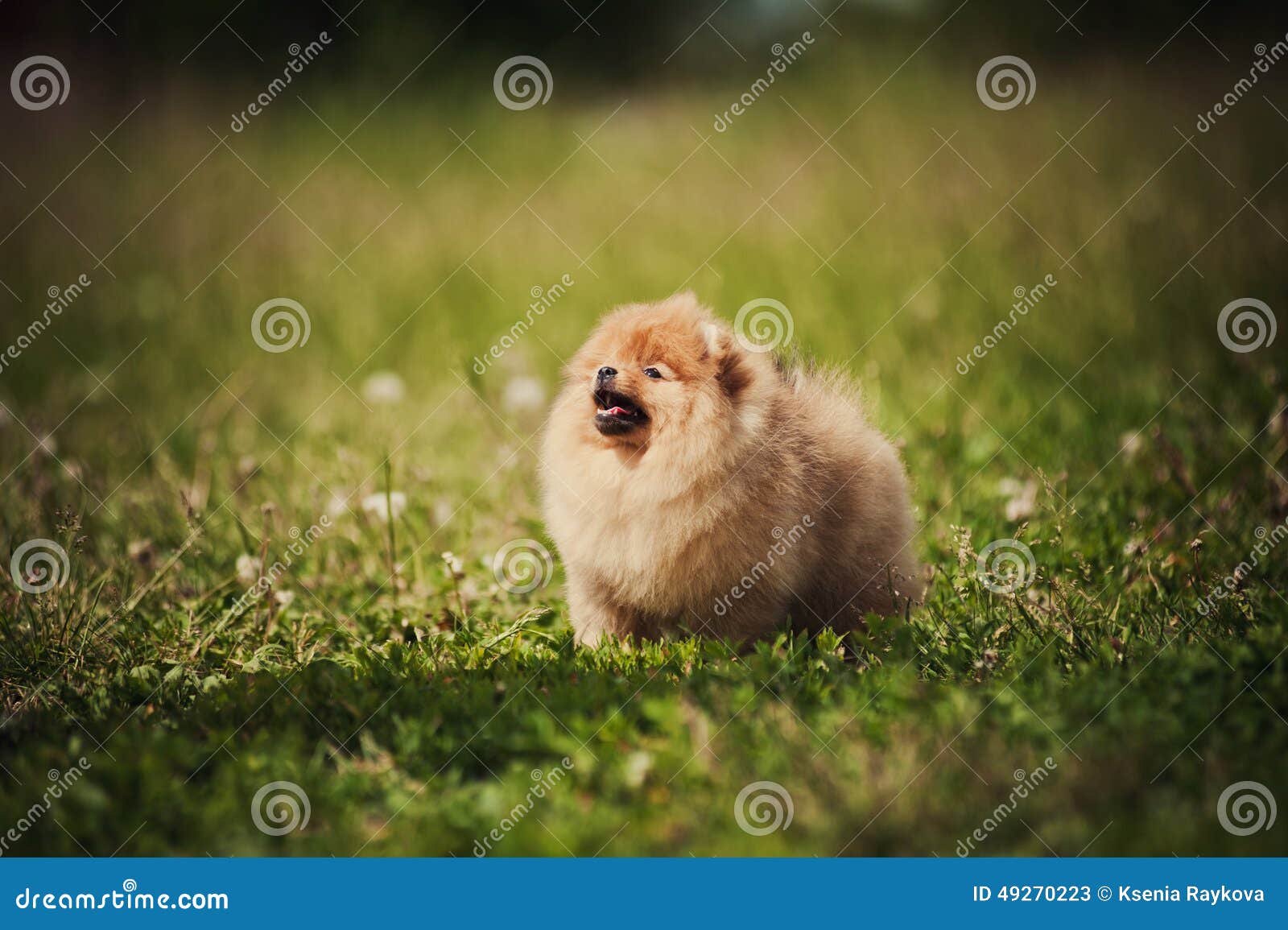 Small Pomeranian Puppy Lying Royalty-Free Stock Photo | CartoonDealer ...