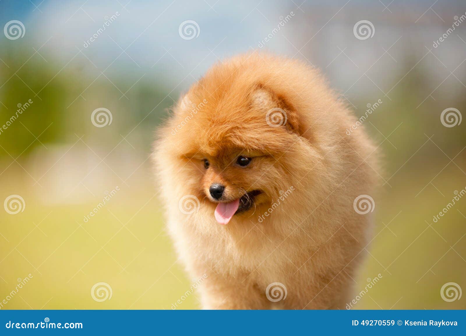 Small Pomeranian Puppy Lying Royalty-Free Stock Photo | CartoonDealer ...
