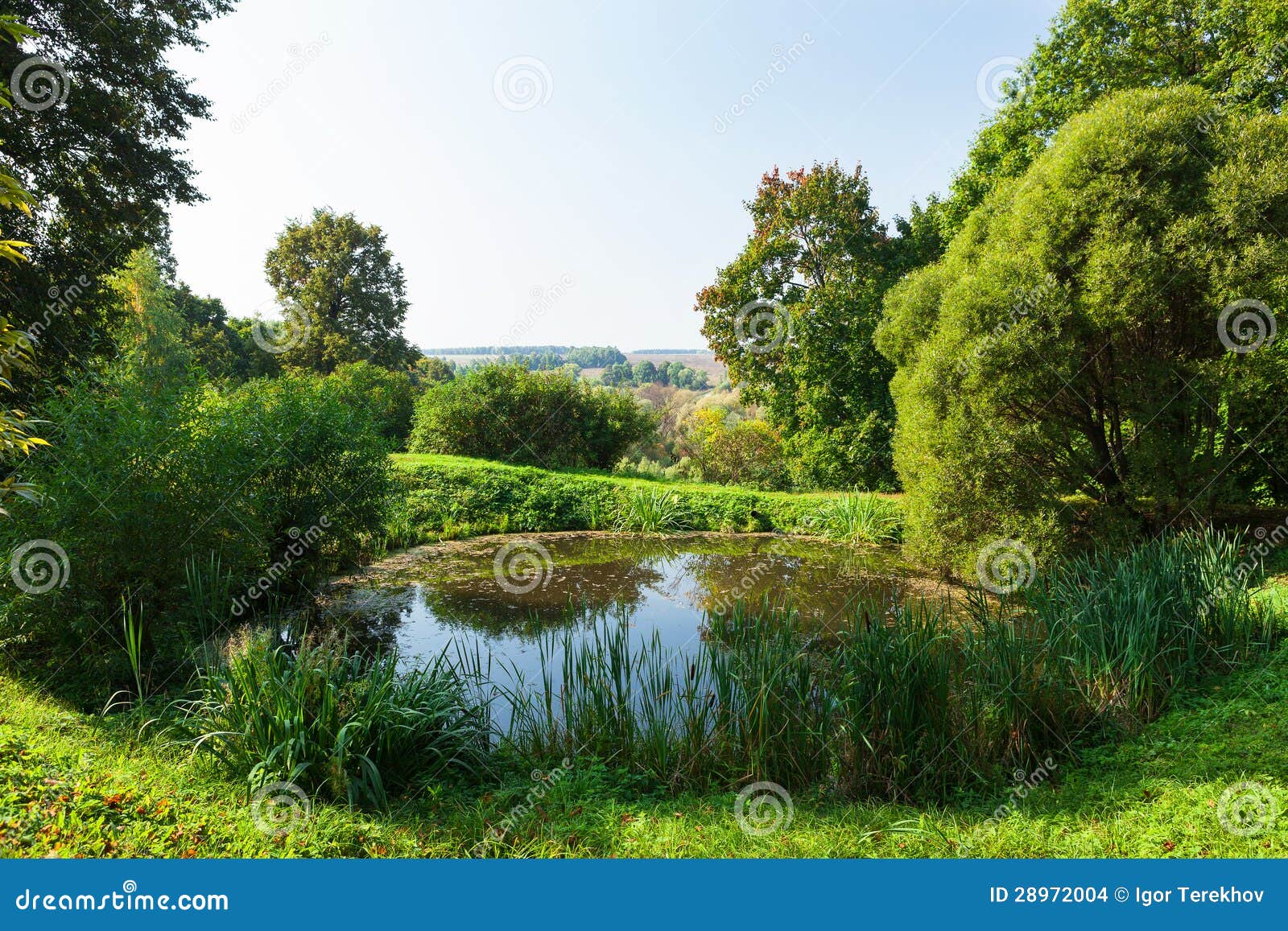 Small pond stock photo. Image of meadow, outdoors, foliage - 28972004