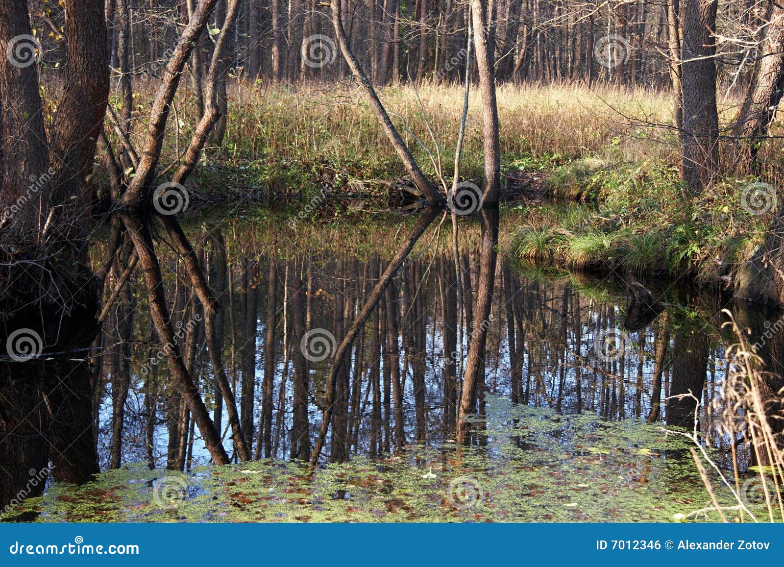 Idyllic Small Forest Pond Partly Covered with Duckweed Stock Photo ...