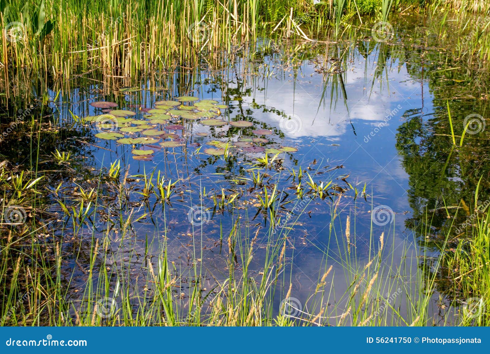 Small pond aquatic plants stock photo. Image of plants - 56241750