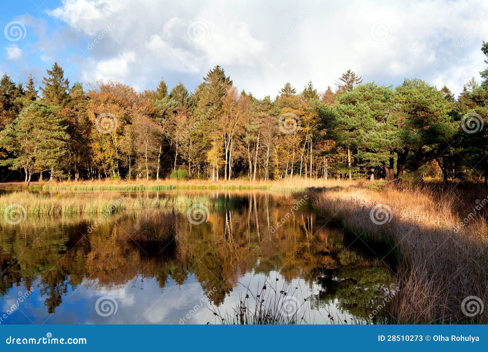 Small Pond in Autumn Forest Stock Image - Image of outdoors, reflection ...